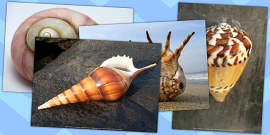 Investigation Seashells Vocabulary Cards - Twinkl