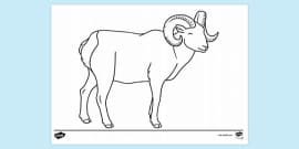 FREE! - Sheep Flock Colouring Sheet - Fun Creative Resource for Kids