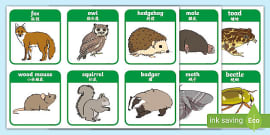 Rainforest Animal Display Cut-Outs - Twinkl - KS1 - Twinkl