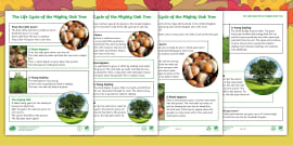 Little Acorns: Life Cycle of an Oak Tree Resource Pack