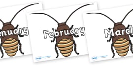 Months of the Year on Toad (teacher made) - Twinkl