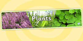 Plants Banner | Displays | Primary Resources (teacher made)