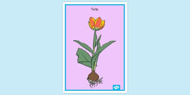 FREE! - Printable Tulip Display Poster | Primary Resources