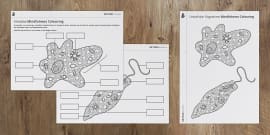 Unicellular Organisms Labelling Sheets - Twinkl