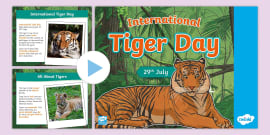 KS1 All About Tigers PowerPoint (teacher made) - Twinkl