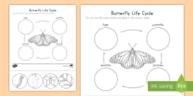 Parts of a Caterpillar Worksheet | Primary Resources