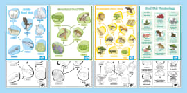 KS3 Ecosystems And Food Chain Revision Pack | Beyond