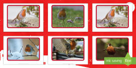 Robin Life Cycle Growth Display Posters