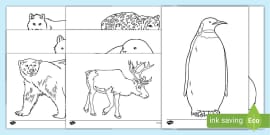 Bear Activity Colouring Sheets - Primary Resources - Twinkl