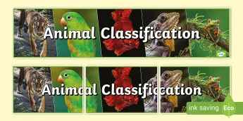 Animal Classifications | twinkl.co.uk