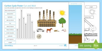 Represent the carbon cycle and examine how key processes including ...