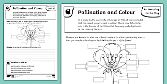 Pollination Resources | twinkl.co.uk