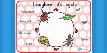 Ladybird Activities for Early Years Life-Cycle Resources