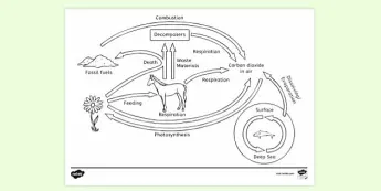 Carbon Cycles | twinkl.co.uk