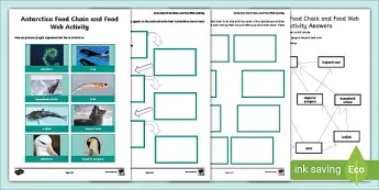 Food Chains Science | twinkl.co.uk