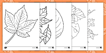 Leaves Crafts for Kids | twinkl.com