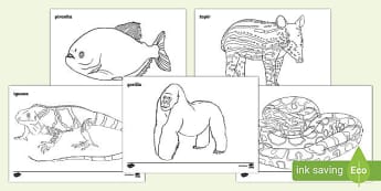 Rainforest and Jungle Colouring Ideas for Parents and Kids