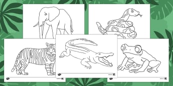 A Walk Through the Jungle - Story Book KS1 - Twinkl