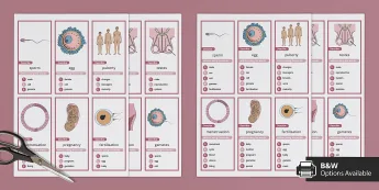 KS3 Biology Quizzes | twinkl.com.au