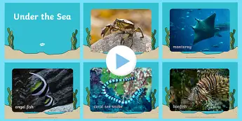 Marine Biology Powerpoint • Twinkl.com.au