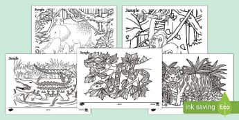 Rainforest and Jungle Colouring Ideas for Parents and Kids