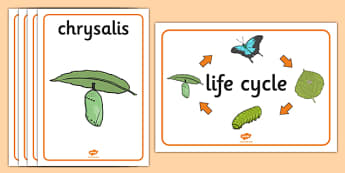 Display - Butterfly Life Cycle - EYFS - Twinkl