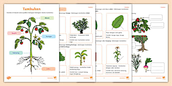 Sains dan STEM Sekolah Rendah Tahap 1 - Twinkl