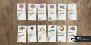 Biology Cards • Twinkl.com.au