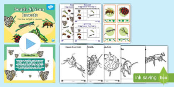 Insects For Grade 3 | South Africa | Teaching Resources