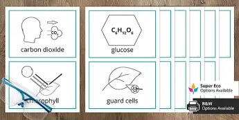 Science Word Walls | twinkl.co.uk