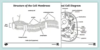 Cell Coloring Sheets | twinkl.com
