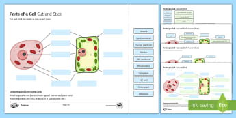 KS3 Cells and Organisation