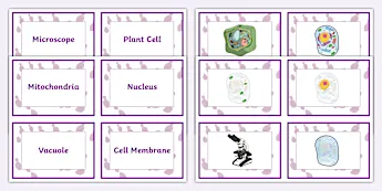 Cells Resources | twinkl.co.uk