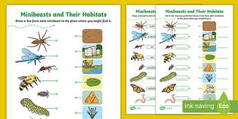 What is a Micro-habitat? - Answered - Twinkl Teaching Wiki