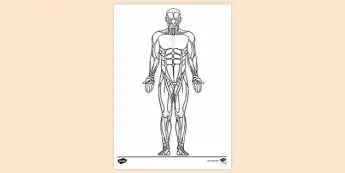 Brain Anatomy Colouring Book | Twinkl