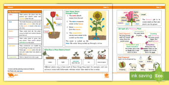 STEM Plant Lesson Plans And Resources | KS2 Science | Year 3