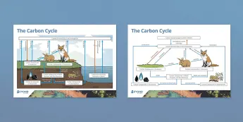 Carbon Cycle Resources | twinkl.com.au