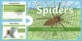 Minibeasts - Activities and Resources - Twinkl