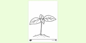 Plants and Flowers Colouring Pages - Page 2 - Twinkl