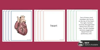 Human Hearts | twinkl.co.uk