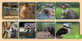 Animals and Their Habitats | Wildlife | EYLF Resources