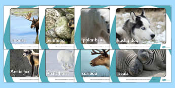 The Arctic Display Primary Resources - Primary Resources, arctic