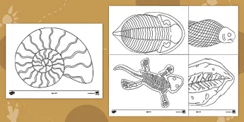 Fossils Activities | twinkl.com