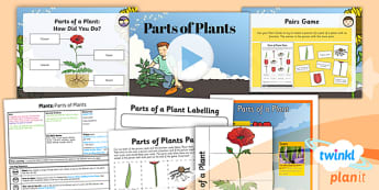 Activities to Teach Parts of a Plant | Plants | KS2 Science