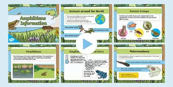 Amphibians Activities | twinkl.co.uk