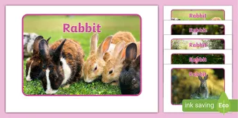 Rabbit Art Activities | twinkl.co.uk