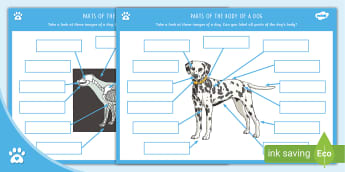 Pets Activities and Worksheets | Pets | KS1 | Twinkl