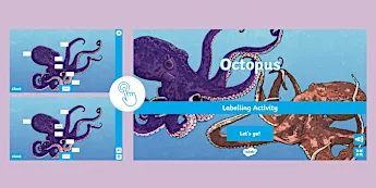 Octopuses Resources | twinkl.co.uk