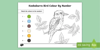 Kookaburra Education Resources | twinkl.com.au