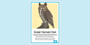 Owl Posters | twinkl.com.au